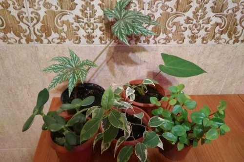 Набор комнатных растений (вырасти сам)