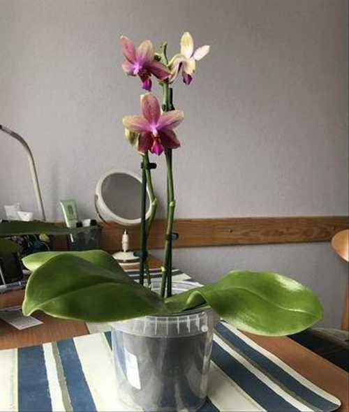 Орхидея фаленопсис Лиодоро (Liodoro)