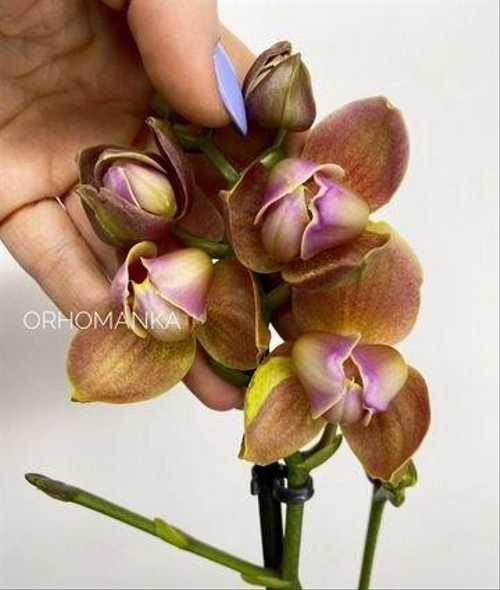 Орхидея фаленопсис Бантик и Пелор