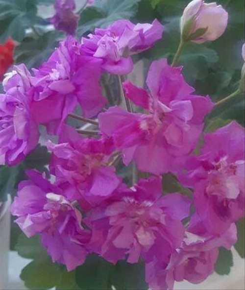 Пеларгония герань зонартик