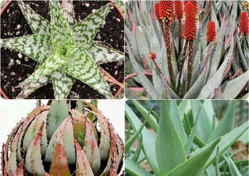 Aloe, Алоэ, разные виды, 31 вид, семена