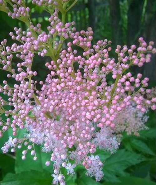 Лобазник или Таволга розовая, белая
