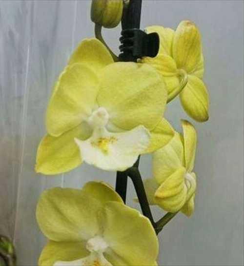 Орхидея фаленопсис Tying Shin Melodi x KS Big John
