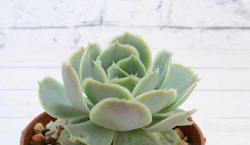 Echeveria Simulans (Эхеверия) (SCT28791)