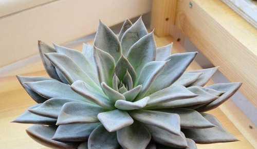 Echeveria Silver Queen (Эхеверия) (SCT27761)