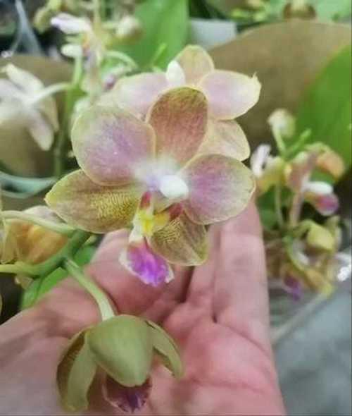 Орхидея Фаленопсис мультифлора Пинк О183
