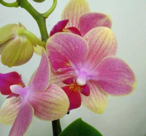 Орхидея фаленопсис Summersong
