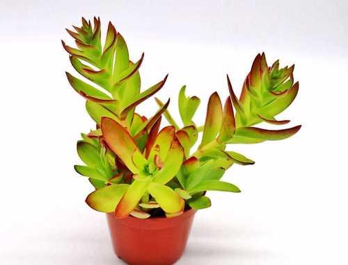 Крассула (Crassula Erosula cv. Campfire)