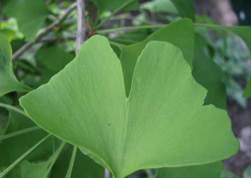 Декоративные деревья. Гинкго билоба