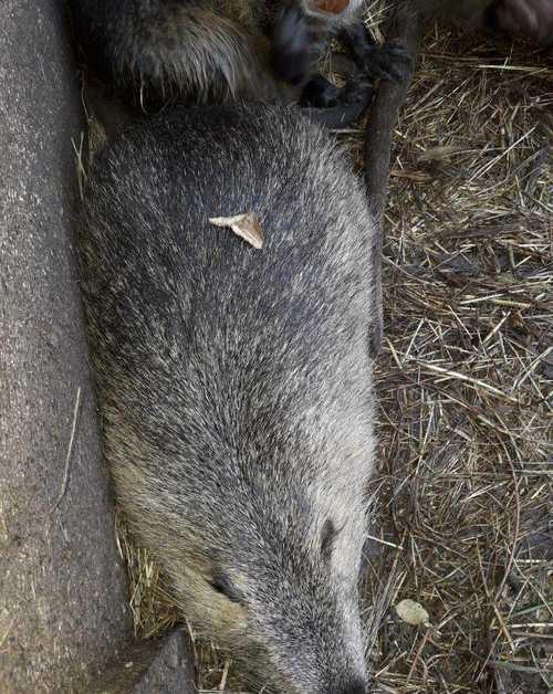 Мех шкурки нутрий выделланые