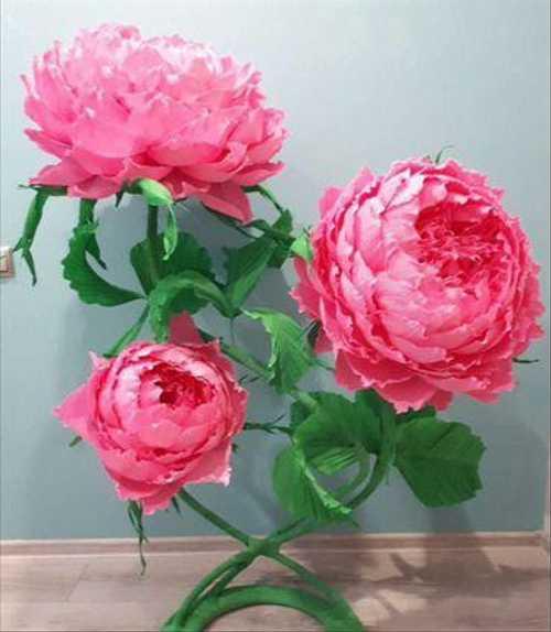 Ростовые цветы пионы