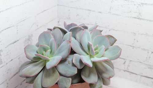Echeveria Laui hyb. (Эхеверия) (SCT28684)