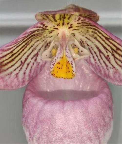 Орхидея пафиопедилум видовый