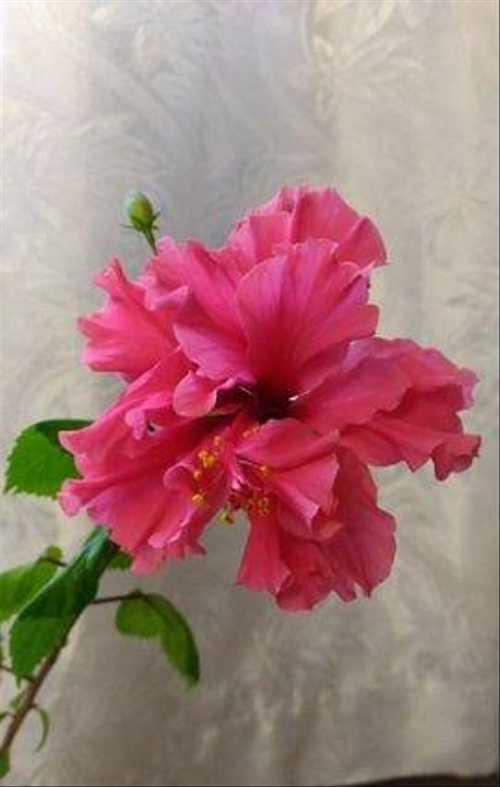Гибискус - Каркаде - Суданская Роза