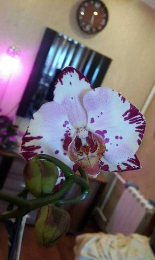 Орхидея фаленопсис мэджик арт цветет