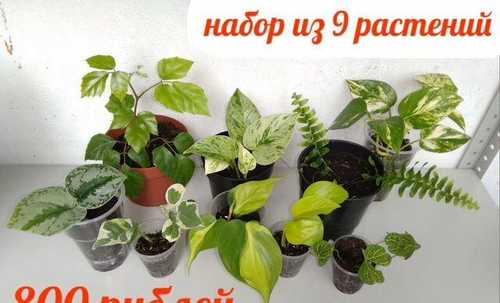 Набор из 9 растений
