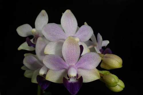 Орхидея взр Phal. Tzu Чианг Sapphire B16 в наличии