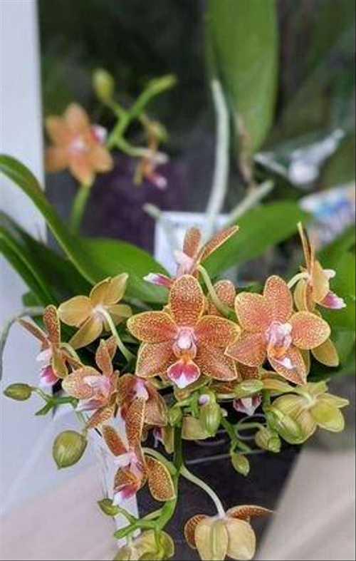 Орхидея Ароматная в подарок