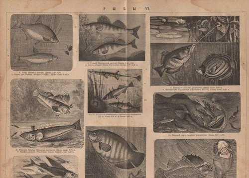 Литография. Виды рыб. 19 век