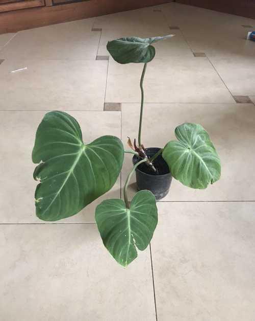 Филодендрон Глориосум \ Philodendron Gloriosum