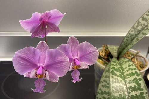 Орхидея фаленопсис Phalaenopsis schilleriana 'Pink
