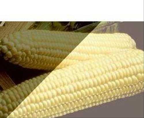 Семена Кукуруза