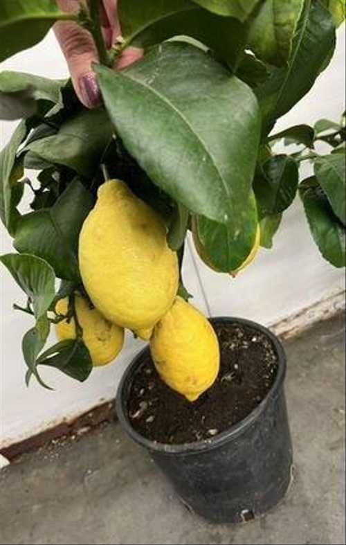 Лимонное дерево Италия/ Лимон 77 см