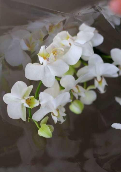 Орхидея Фаленопсис Мультифлора Белая 94624