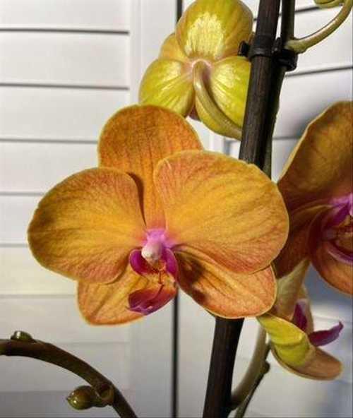 Орхидея фаленопсис Тамара
