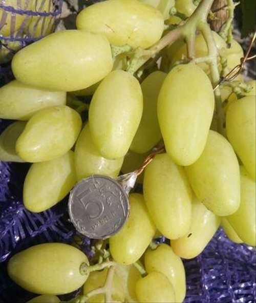 Бананас саженцы винограда