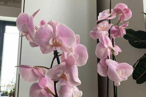 Орхидея фаленопсис Рим