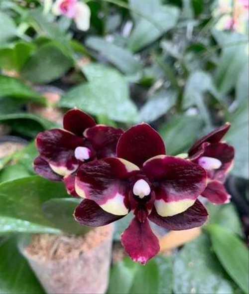 Орхидея Phal. (Samera-Haur Jhih Princess)'790'