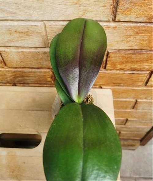 Орхидея фаленопсис ма561(MCL148) Phal Mituo Diamon