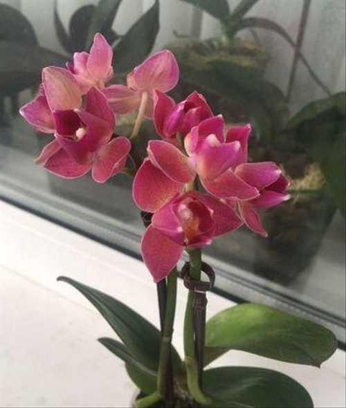 Орхидея фаленопсис Tying Shin Smart, пелорик