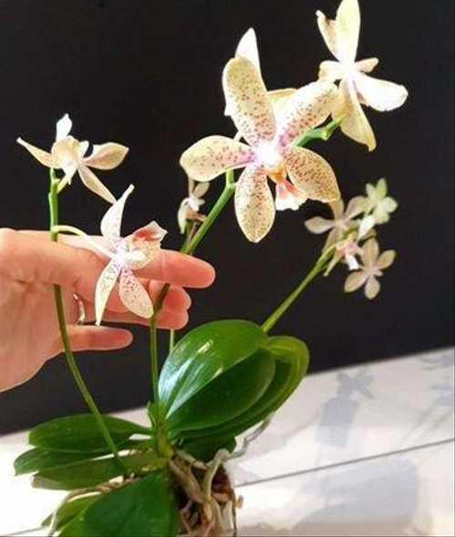 Орхидея цветущая ампельная Джулия 95547