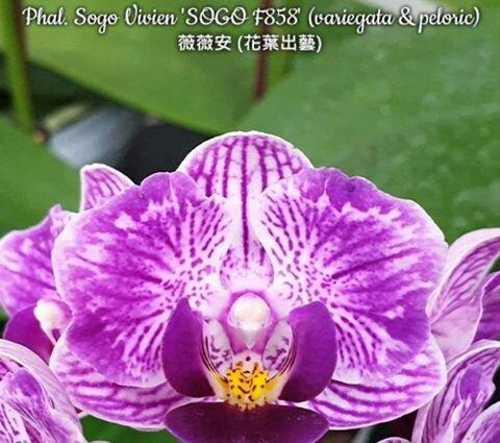 Орхидея Phal. Sogo Vivien (variegata & peloric)