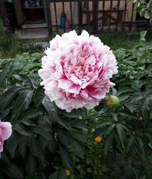 Пионы саженцы