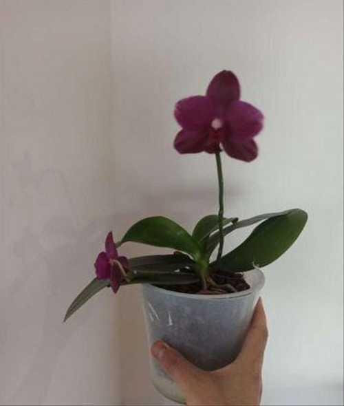 Орхидея фаленопсис сого релекс