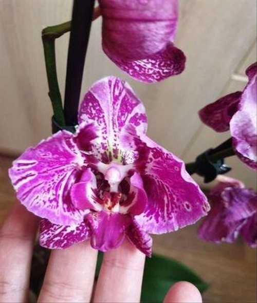 Орхидея фаленопсис бабочка, Purple Rain