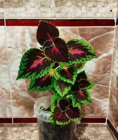 Колеус Султанат