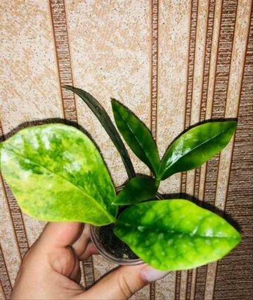 Замиокулькас вариегатный long leaf