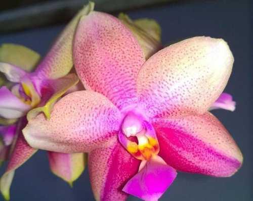 Орхидея фаленопсис Лиодоро и другие