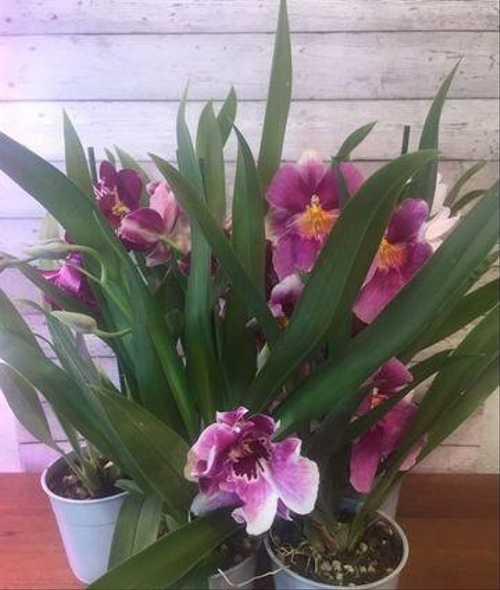 Орхидея мильтония