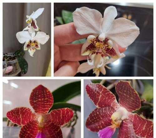 Орхидея Фаленопсис Стюартиана Гигантея