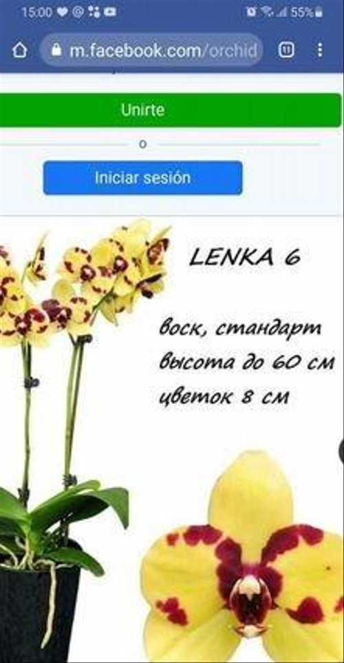 Орхидеи Фаленопсис Lenka, Мультифлора с деткой