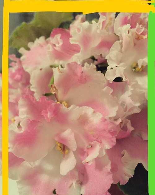 Цветущая Сортовая фиалка розовая акварель