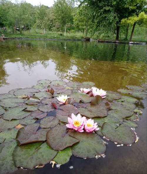 Кувшинки /нимфеи/ для пруда