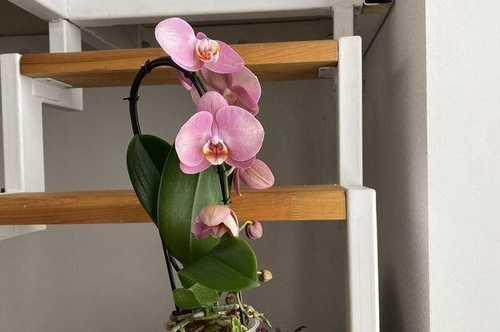 Орхидея Астрид каскад 1 ств. (1 шт)