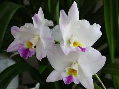 Каттлея Dialaeliocattleya Village Chief Parfum