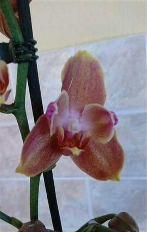 Орхидея фаленопсис бабулетка "Брион"